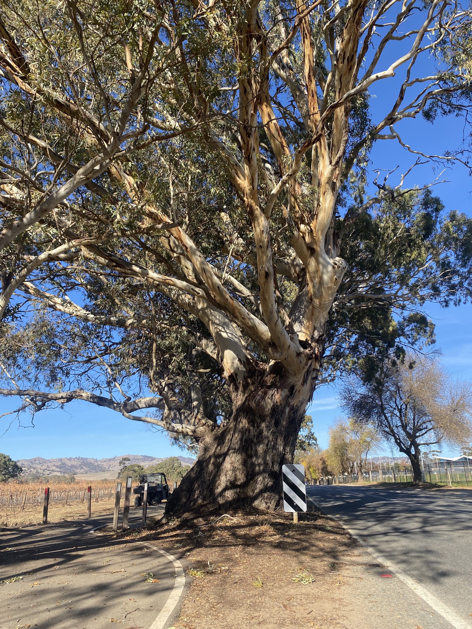 20 Metre Trees